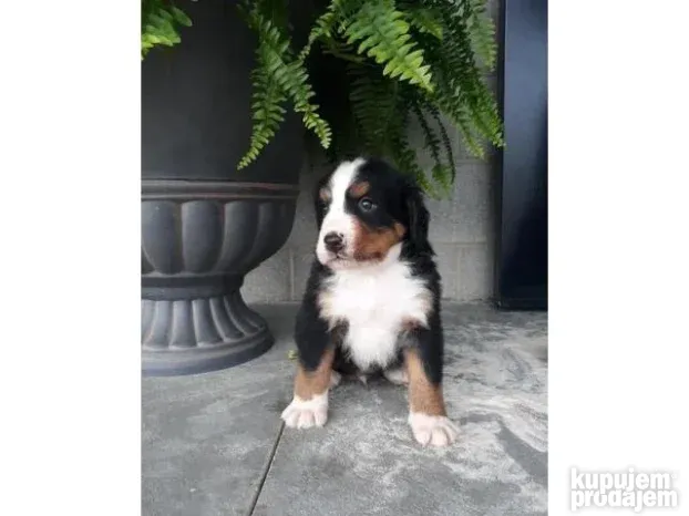 Bernardinac i Bernski planinski pas - KupujemProdajem