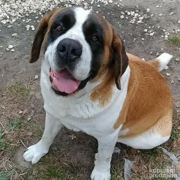 Bernardinac i Bernski planinski pas - KupujemProdajem