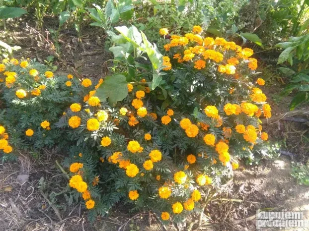 Kadifice kadifica bio bašta bio dinamička organsko seme - KupujemProdajem