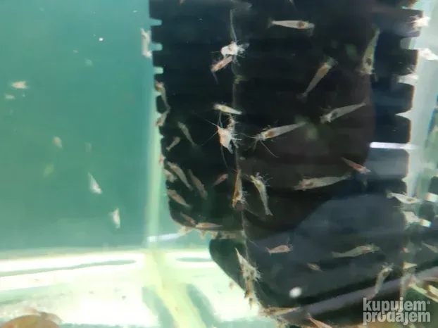 Kozice - KupujemProdajem