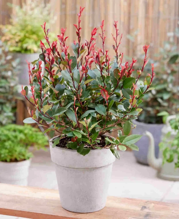 Patuljasta Fotinija - Photinia x fraseri Little Red Robin - KupujemProdajem