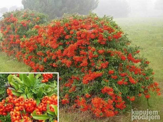 Vatreni grm - KupujemProdajem