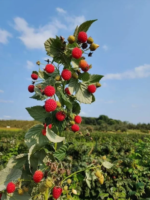 Maline - DOSTAVA - KupujemProdajem