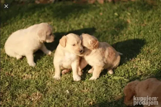 Labrador i Zlatni retriveri - KupujemProdajem