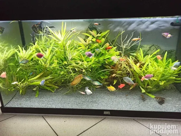 - Slatkovodne akvarijumske ribice - - KupujemProdajem