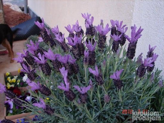 Spanska lavanda - KupujemProdajem