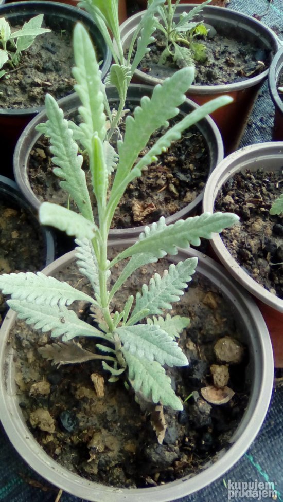 Spanska lavanda - KupujemProdajem
