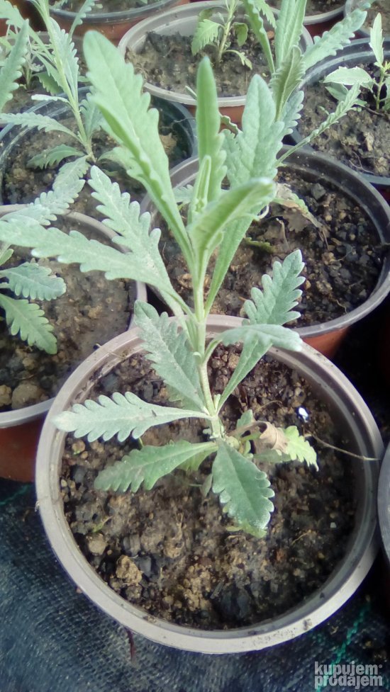 Spanska lavanda - KupujemProdajem