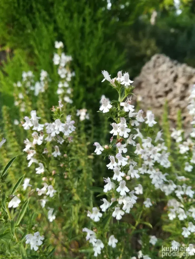 Satureja montana-vrijesak, planinski čubar(Rtanjski čaj) - KupujemProdajem