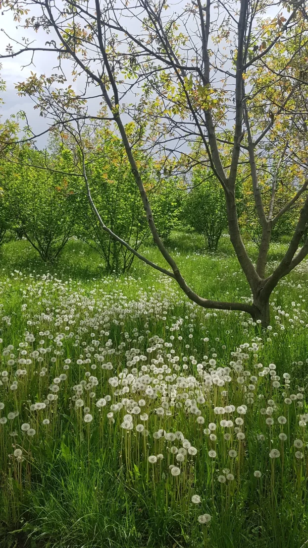 Plac i zemljište na prodaju - plac Fruška gora - KupujemProdajem