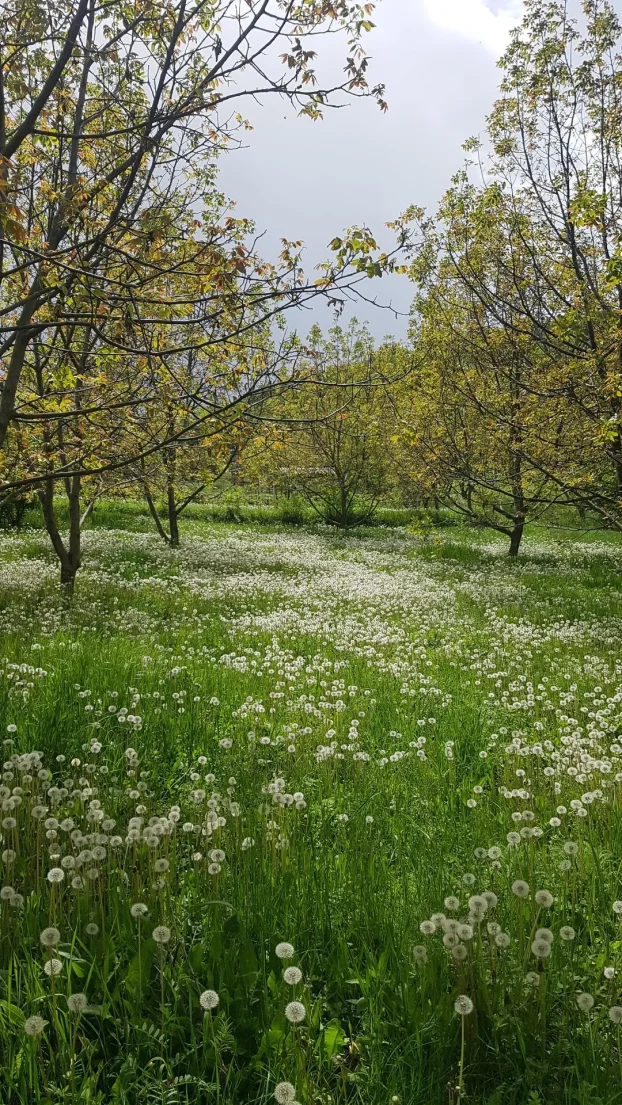 Plac i zemljište na prodaju - plac Fruška gora - KupujemProdajem