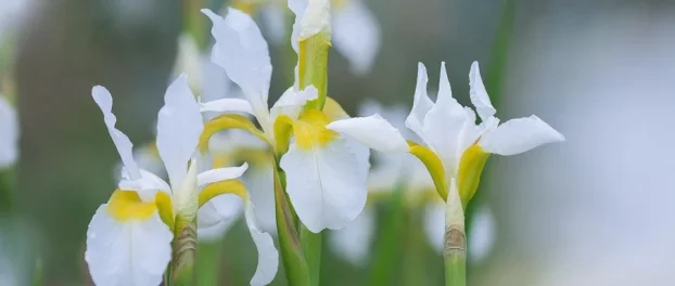 Irisi belo žuti perunika belo žuta perunike bele biologika ...