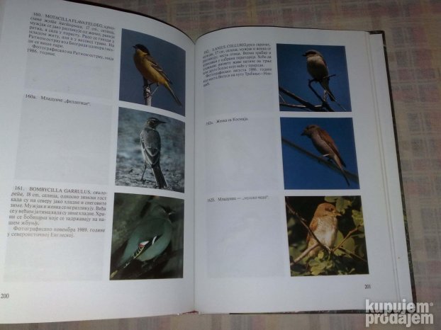Ptice Monografija-Gnjurac,Bukavac,Beloglavi sup, - KupujemProdajem