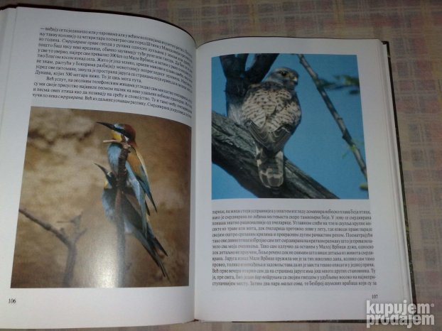 Ptice Monografija-Gnjurac,Bukavac,Beloglavi sup, - KupujemProdajem