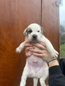 Azijat - Rezultati pretrage - KupujemProdajem