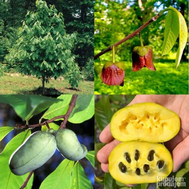 Asimina triloba -Indijanska banana sadnice - KupujemProdajem