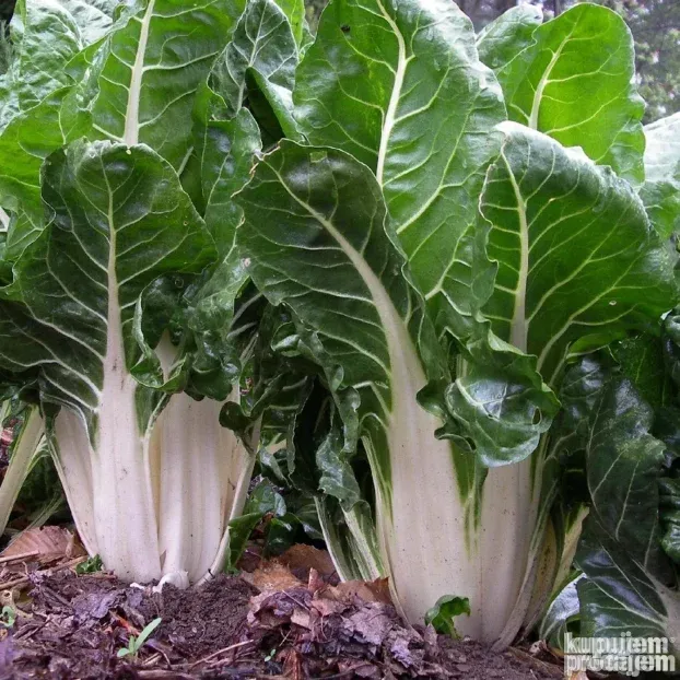 Blitva zelena srebrna srebrnolisna domaće seme biologika - KupujemProdajem