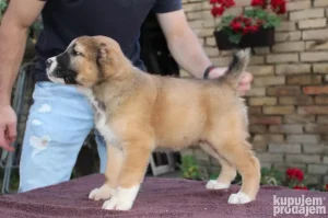 Azijat - Rezultati pretrage - KupujemProdajem