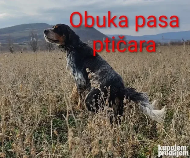 Obuka Pasa Ptičara - KupujemProdajem