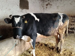 Stevana krava - KupujemProdajem