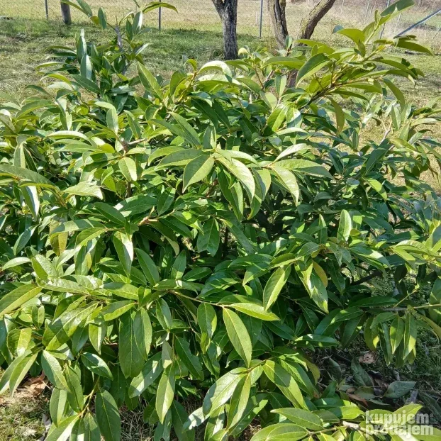 Lovor visnje sadnice 20cm - KupujemProdajem