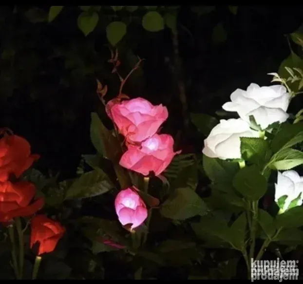 Svetleca solarna ruza - KupujemProdajem