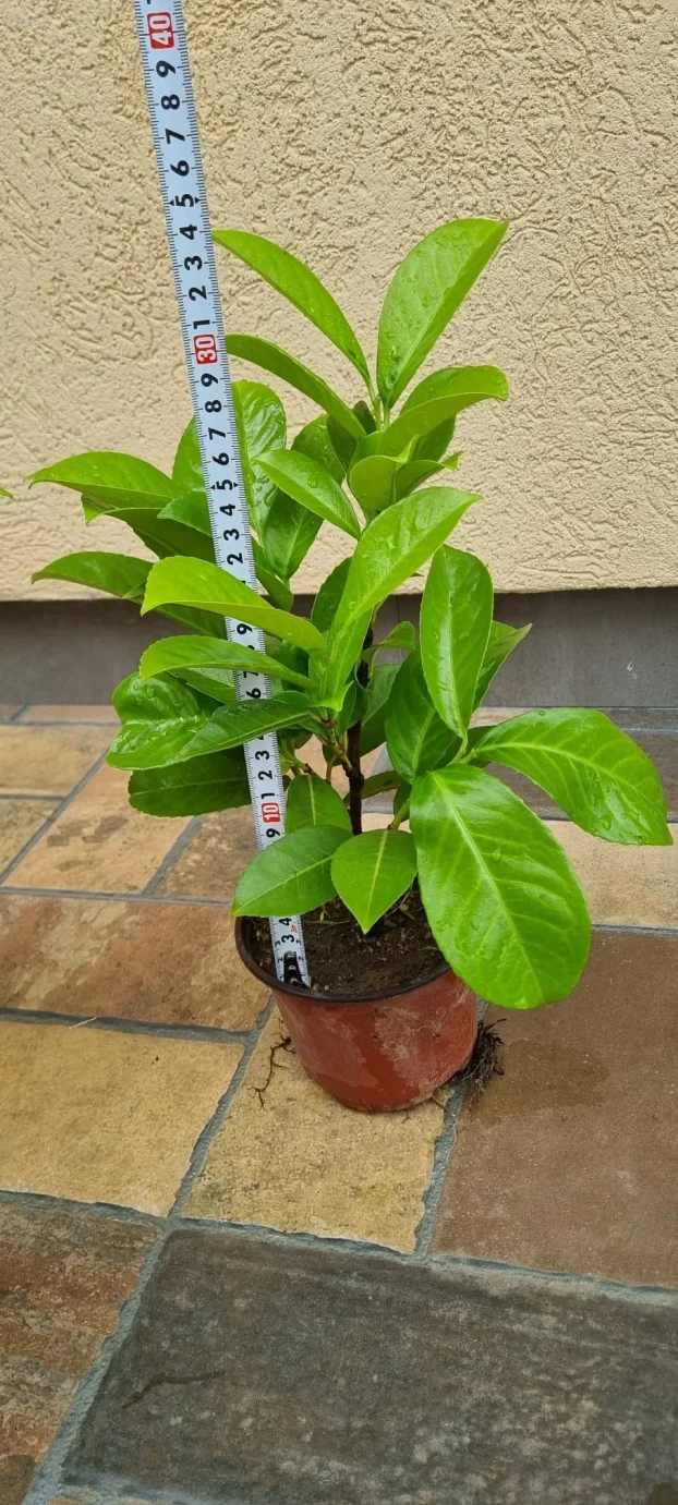 Lovor višnja sadnice u saksijama 40cm - KupujemProdajem