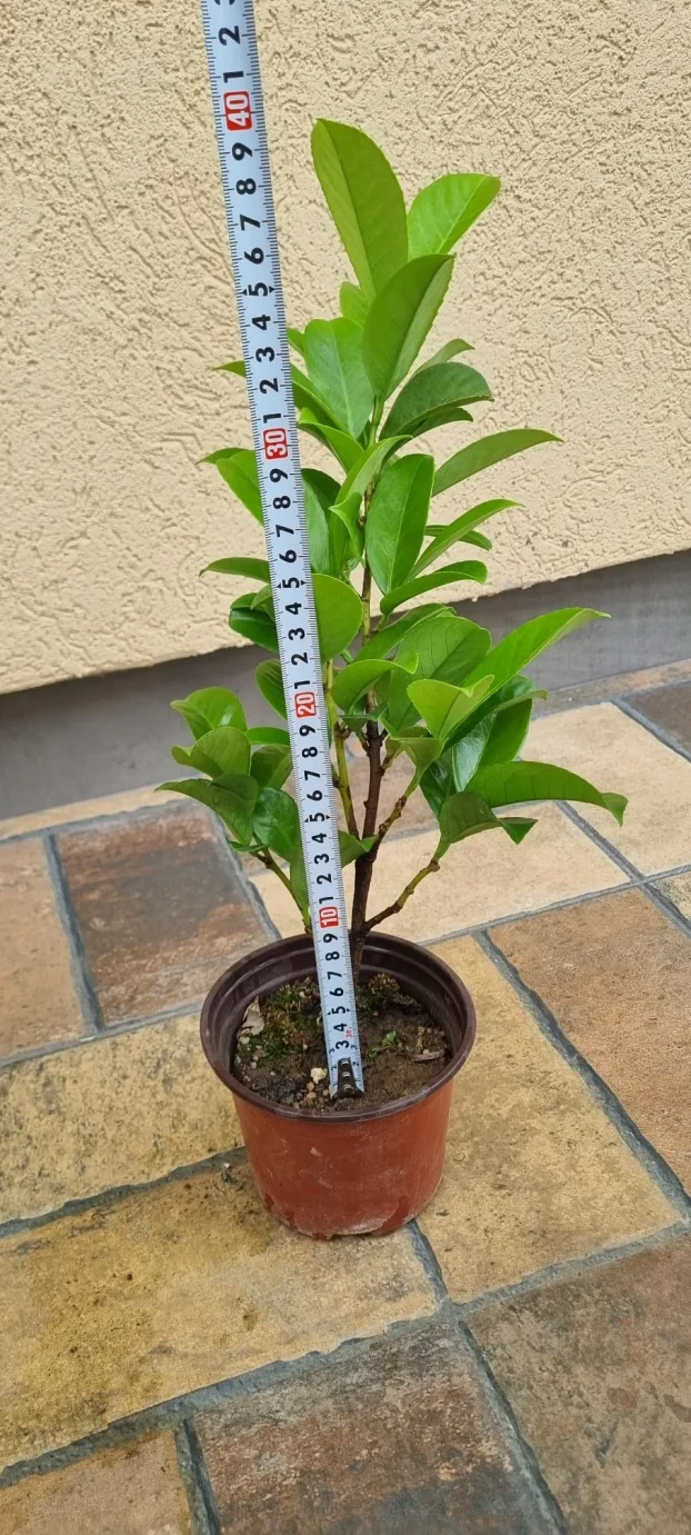 Lovor višnja sadnice u saksijama 40cm - KupujemProdajem