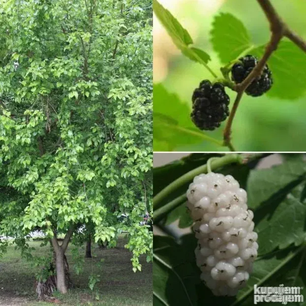 Sadnice crni i beli dud 1,8m+ - KupujemProdajem