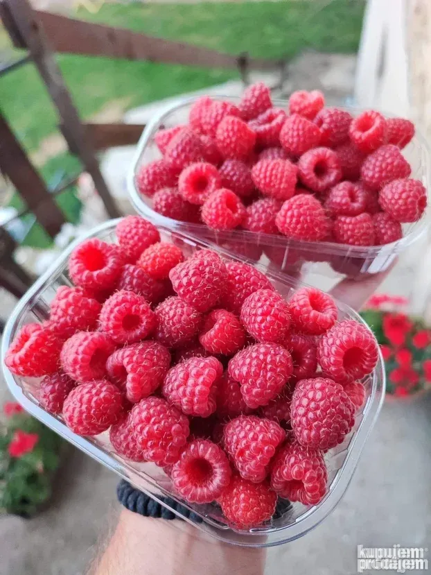 Sadnice maline Polka,Vilamet,Polana.. - KupujemProdajem