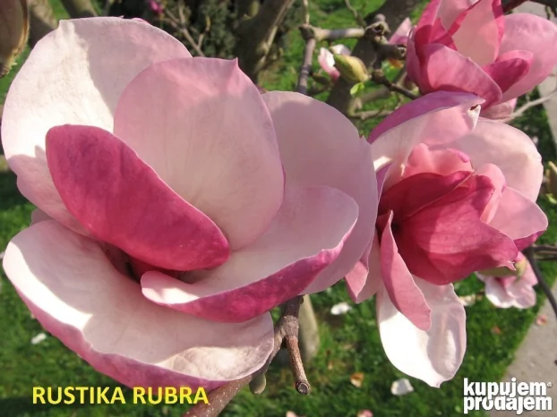 Sadnice Magnolija (na malo i veliko) - KupujemProdajem