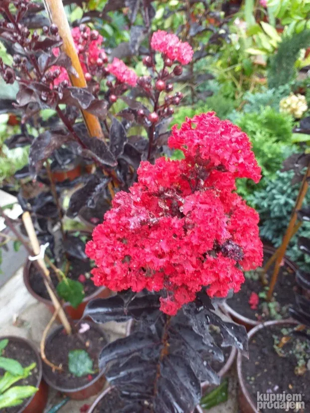 Indijski jorgovan - KupujemProdajem