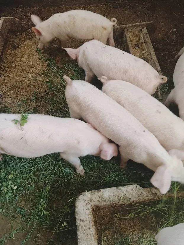 Prasici oko 20 kg - KupujemProdajem