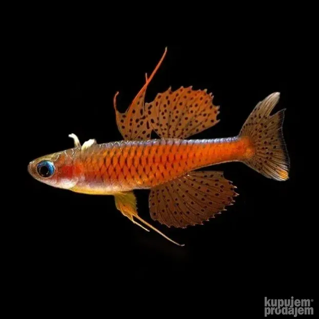 Pseudomugil luminatus - paskai - KupujemProdajem