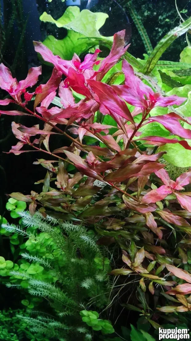 Akvarijumske biljke/Biljke za akvarijum - KupujemProdajem