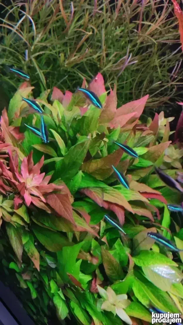 Akvarijumske biljke/Biljke za akvarijum - KupujemProdajem