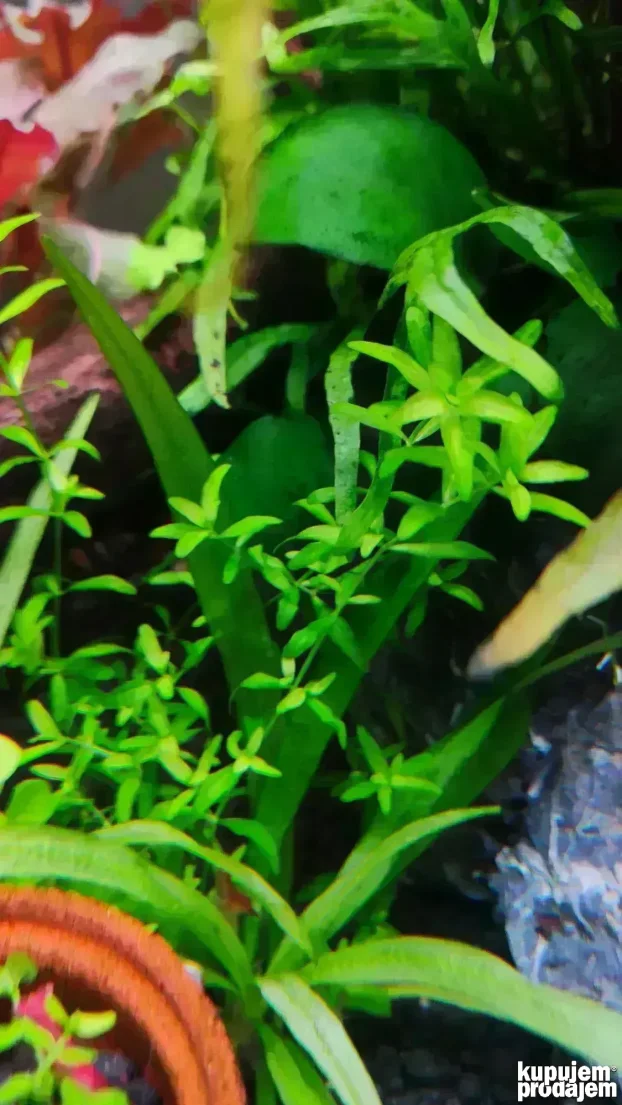 Akvarijumske biljke/Biljke za akvarijum - KupujemProdajem