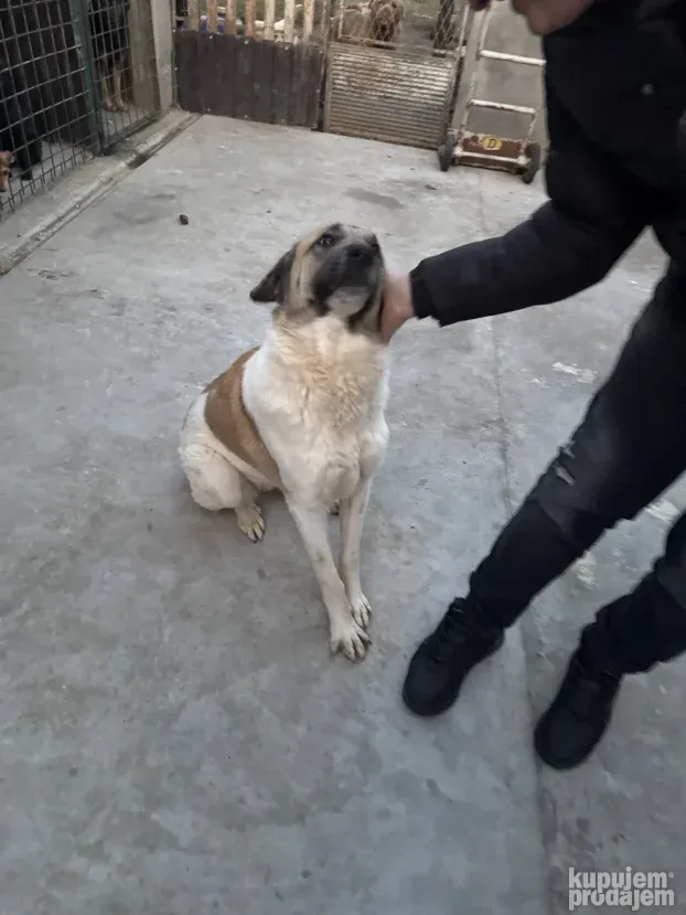 Pas na poklon Srednje -Azijski ovcar - KupujemProdajem