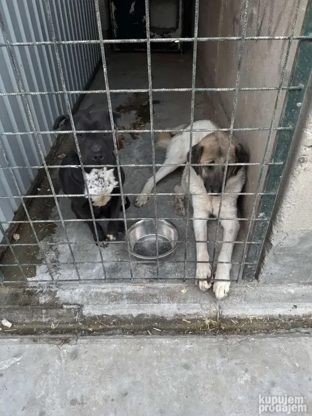 Pas na poklon Srednje -Azijski ovcar - KupujemProdajem