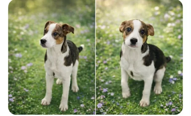 mala Neda veliki borac . - KupujemProdajem