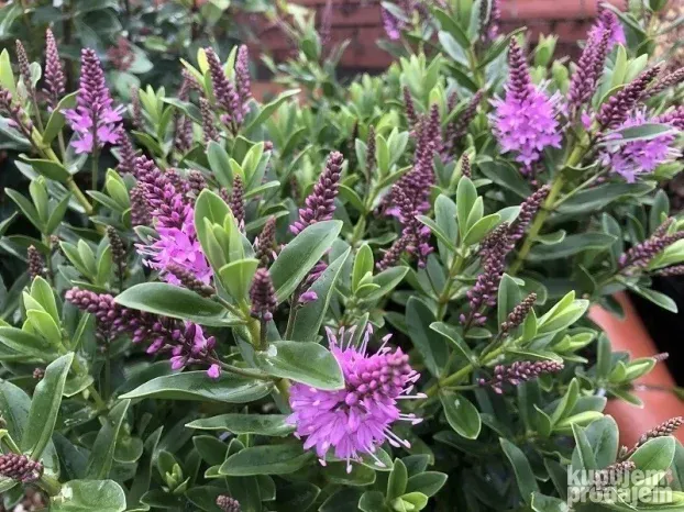 Heba zelena-roze cvet - KupujemProdajem