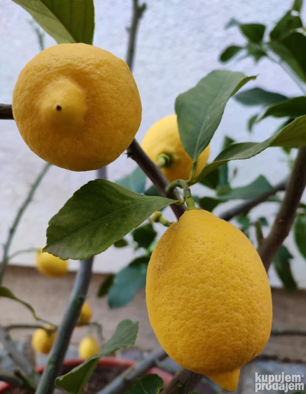 Sadnice limuna - KupujemProdajem