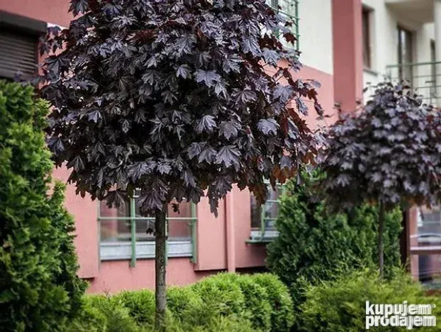 Ukrasno drveće - KupujemProdajem