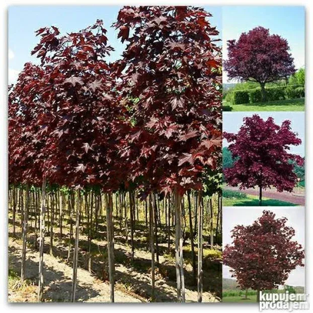 Ukrasno drveće - KupujemProdajem