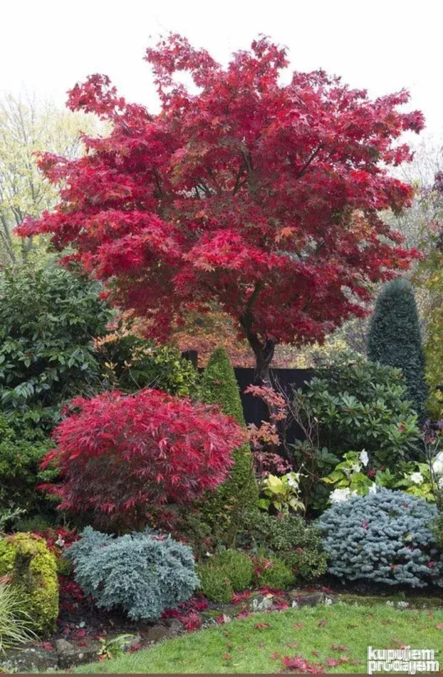 Ukrasno drveće - KupujemProdajem