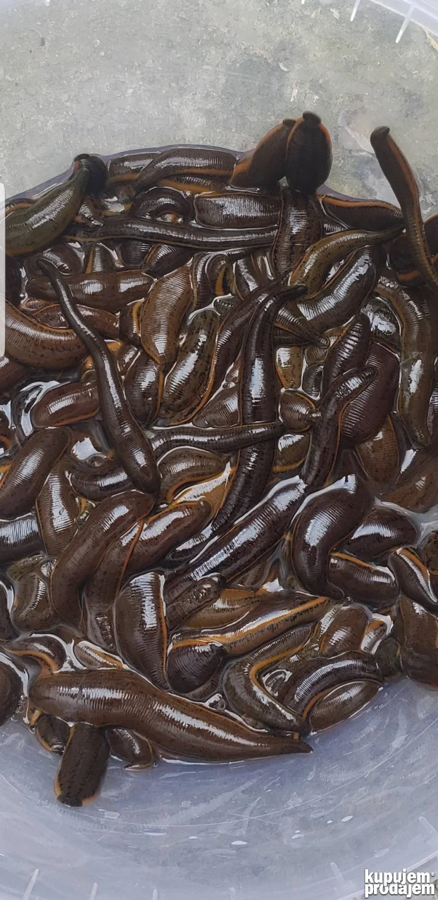 Koramenu Fish In Marathi